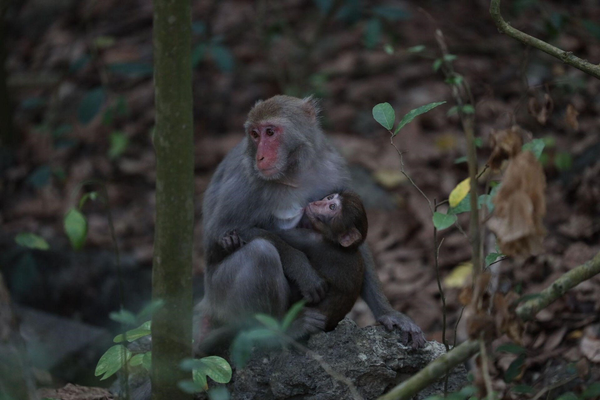 【Student Association of International Programs】《111-1》Monkey Tour: An ...