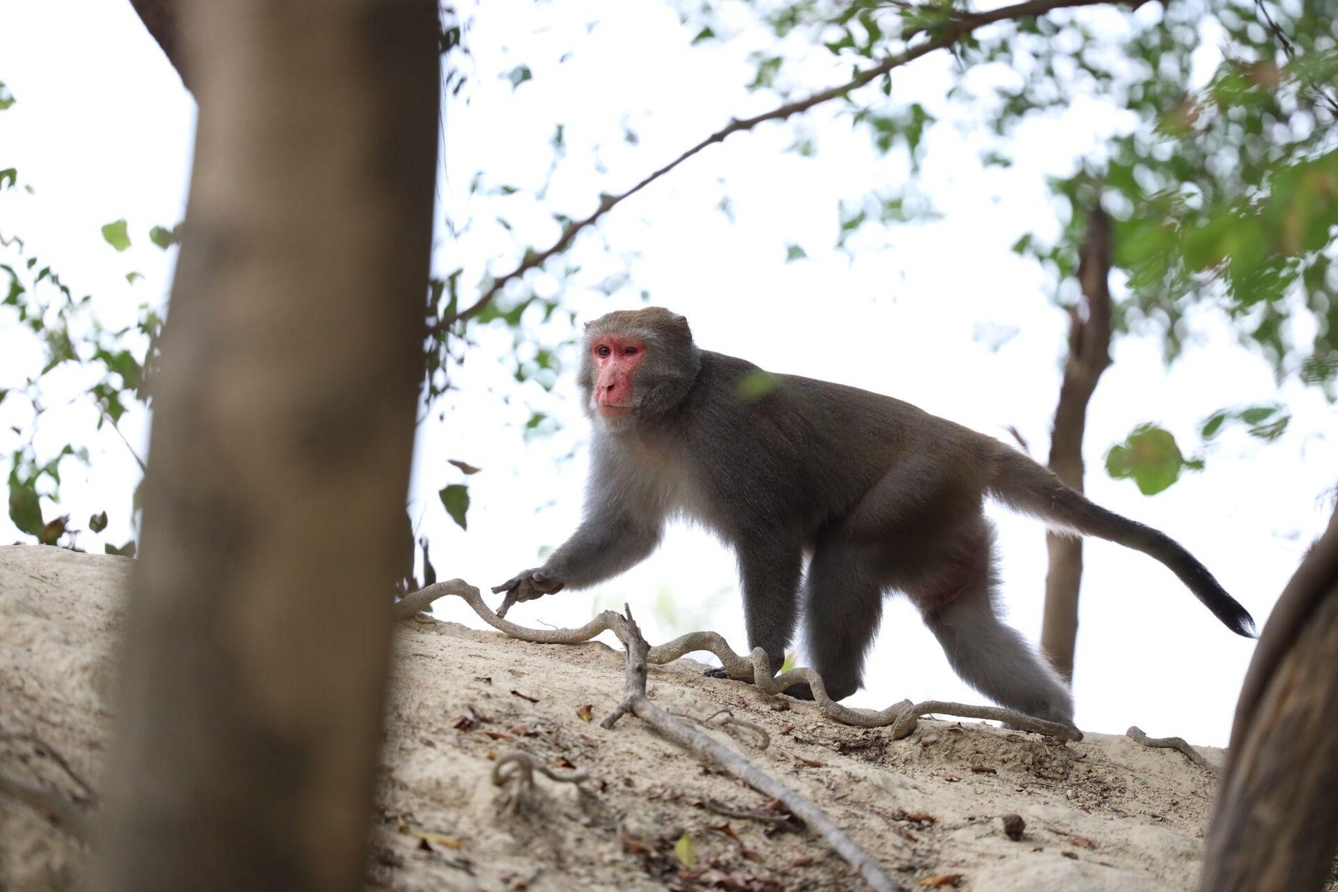 【Student Association of International Programs】《111-1》Monkey Tour: An ...
